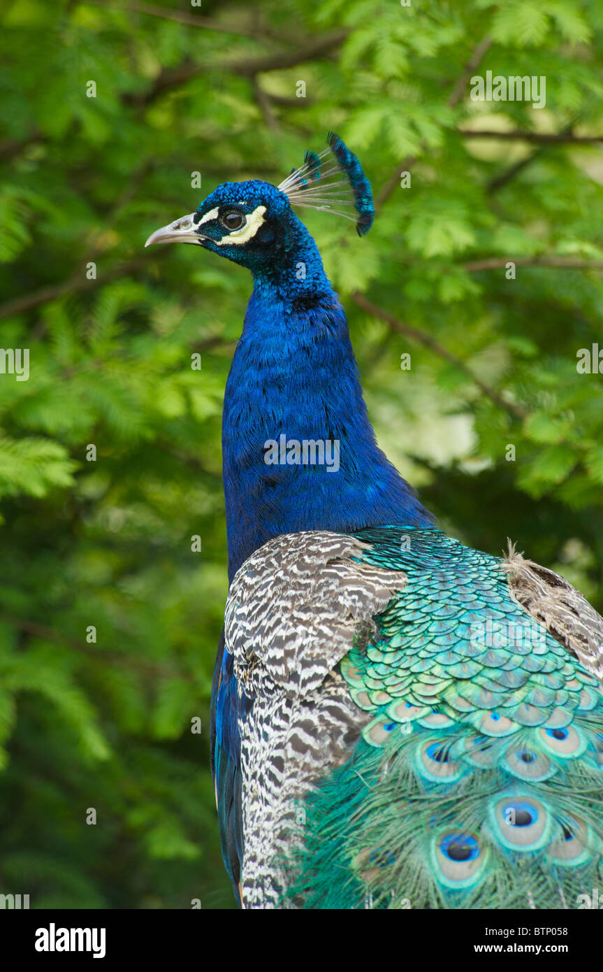 Male Peacock in profile Stock Photo - Alamy