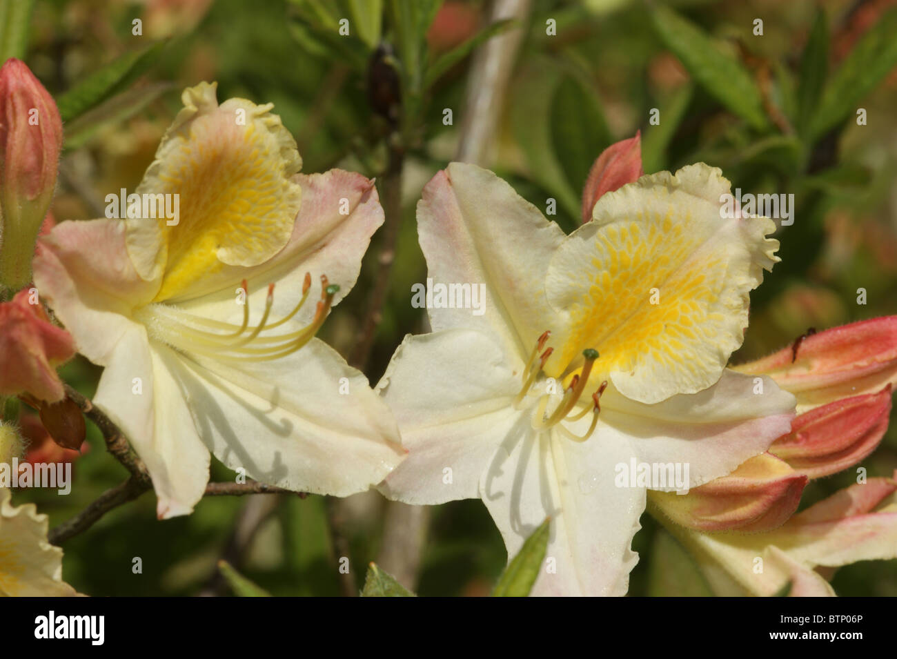 Azalea persil hi-res stock photography and images - Alamy