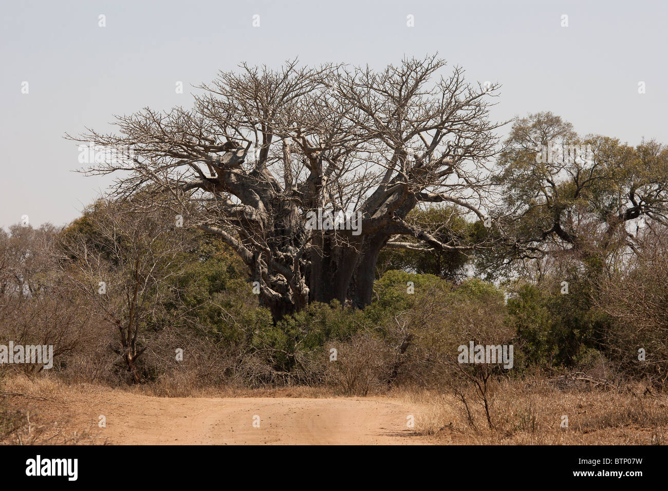 Old baobab tree hi-res stock photography and images - Alamy