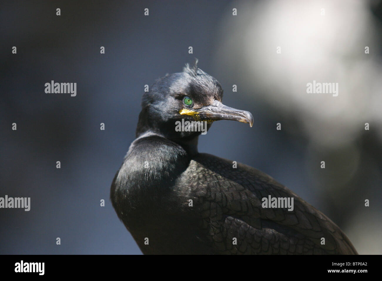 Shag (Phalacrocora aristotelis), Treshnish Isles, Scotland, UK Stock ...