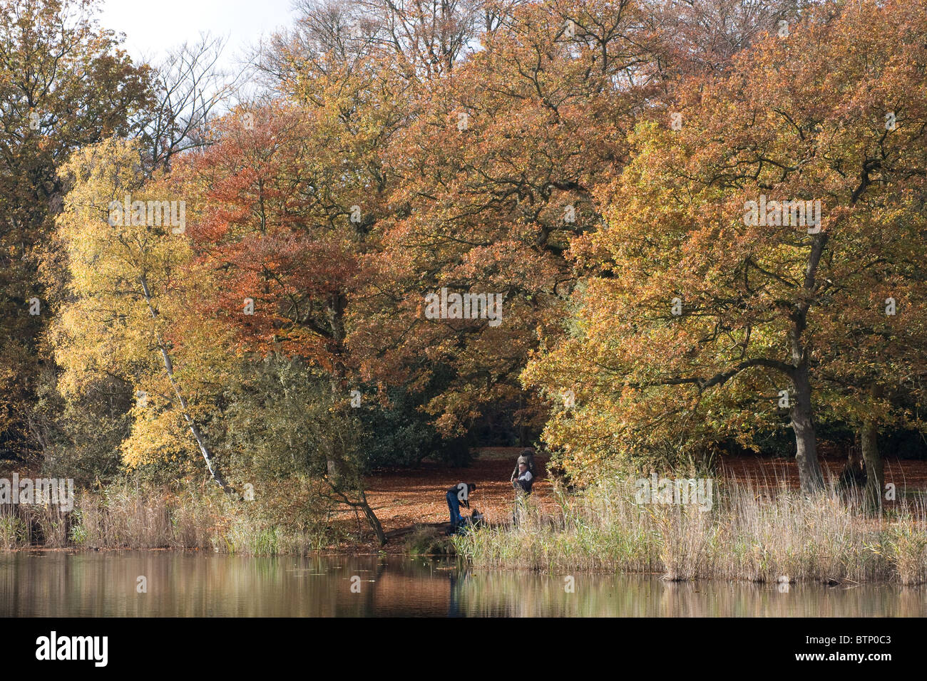 Epping forest in autumn fall woodland trees Stock Photo - Alamy