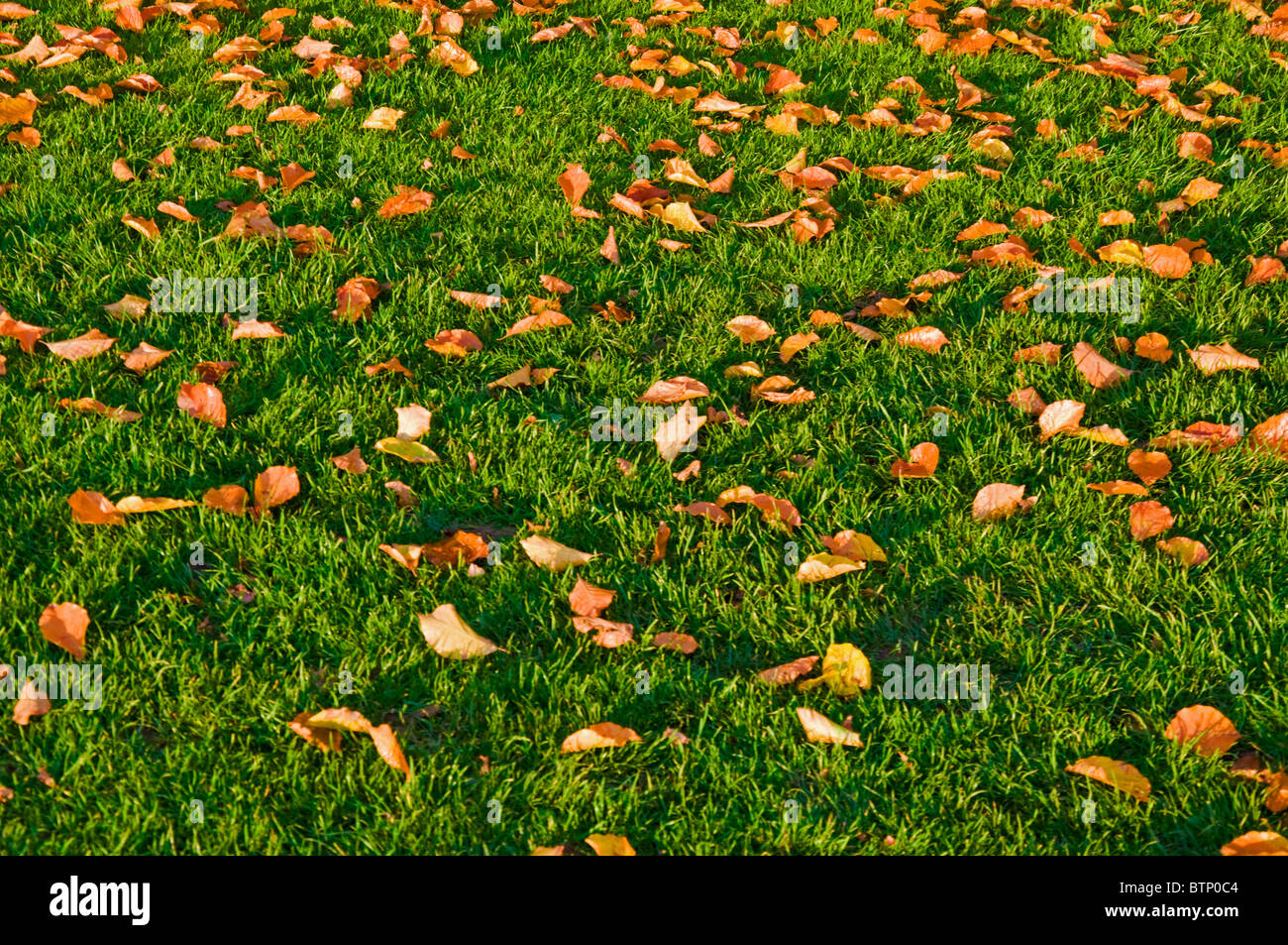 Golden colours hi-res stock photography and images - Alamy