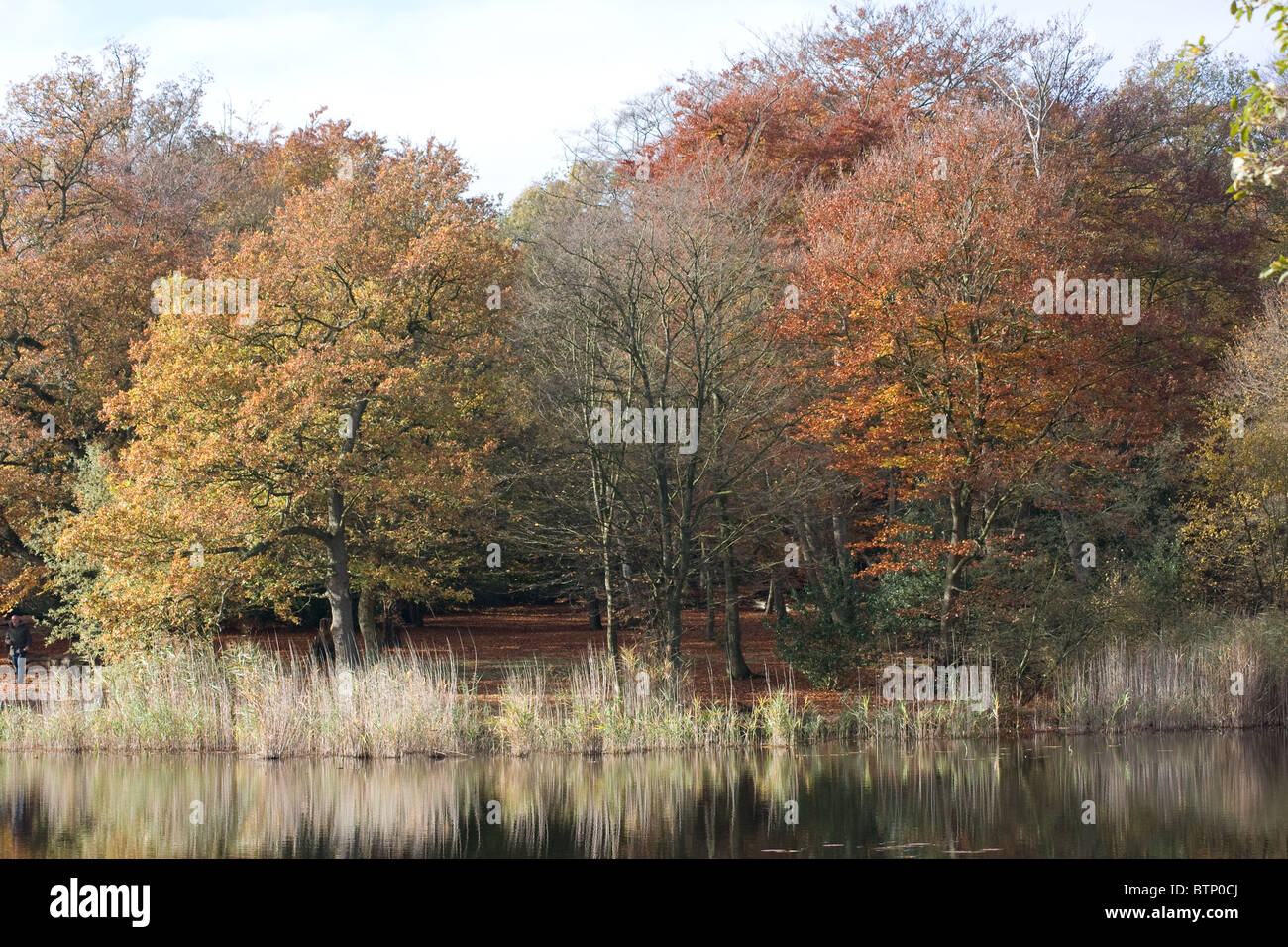 Epping forest in autumn fall woodland trees Stock Photo - Alamy