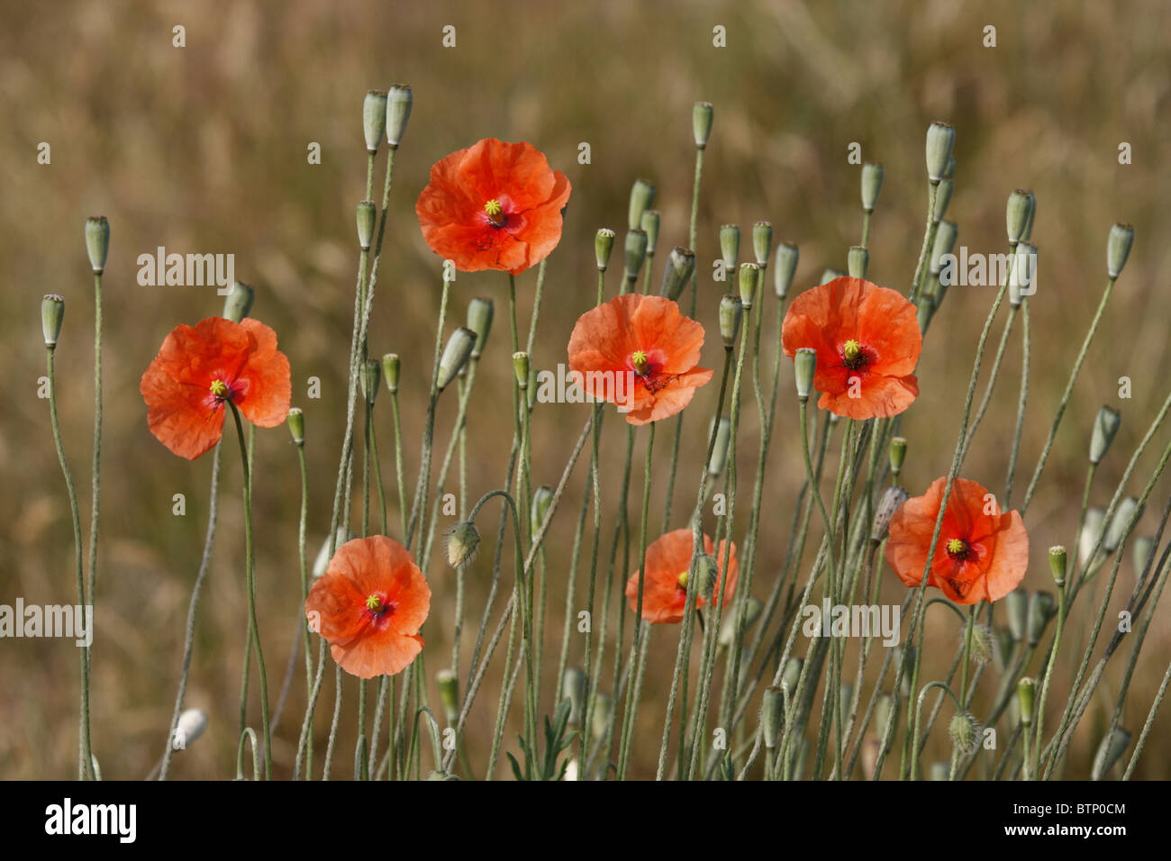 Papaver rhoeas seven scottish scotland british britain hi-res stock ...
