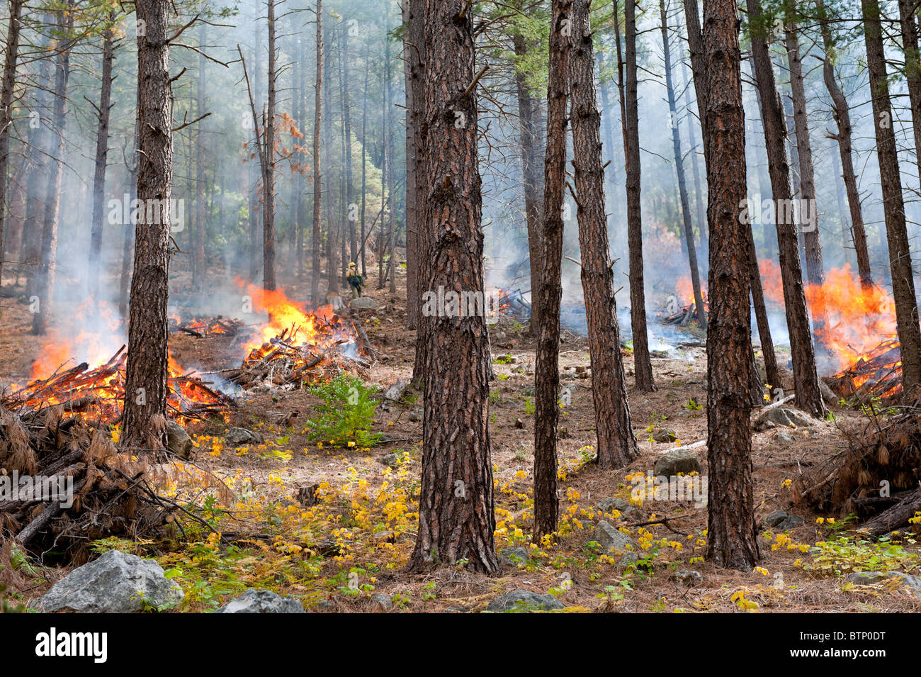 Controlled burning in the Coconino National Forest near Sedona Arizona ...