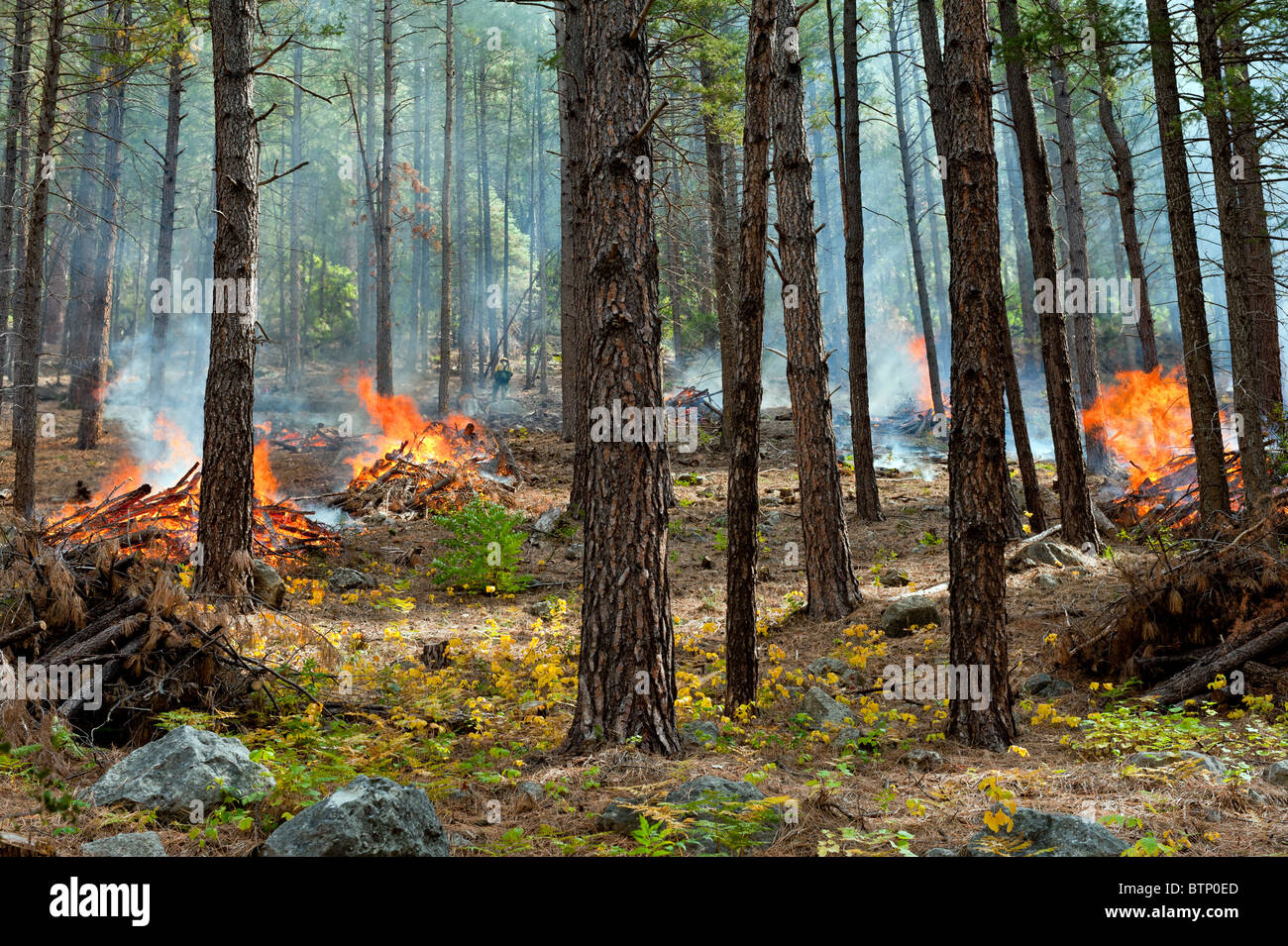 Sedona national forest hi-res stock photography and images - Alamy