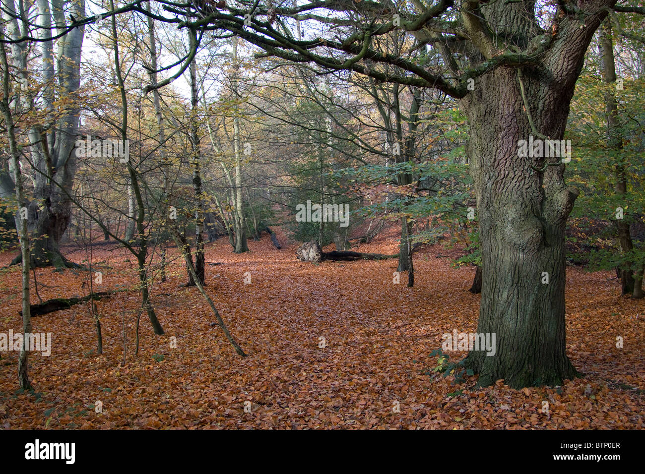 Epping forest in autumn fall woodland trees Stock Photo - Alamy