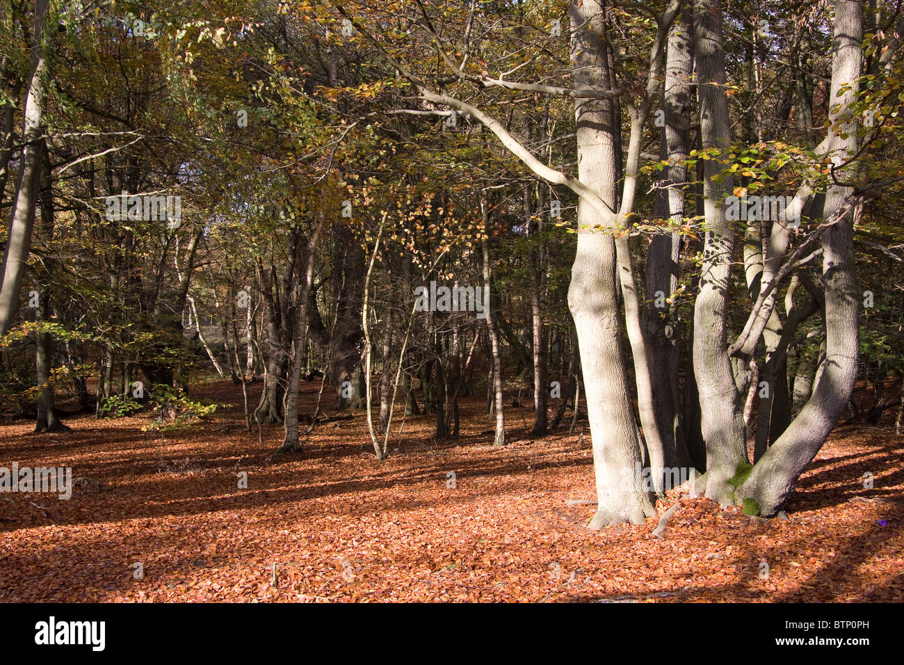 Epping forest in autumn fall woodland trees Stock Photo - Alamy