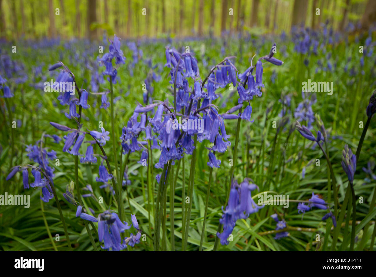 Blue Bells in Forest Stock Photo - Alamy