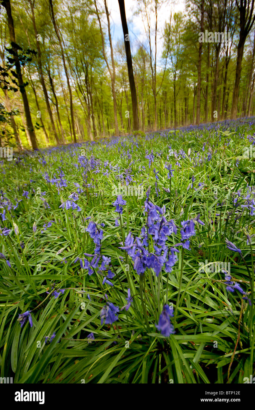 Blue Bells in Forest Stock Photo - Alamy