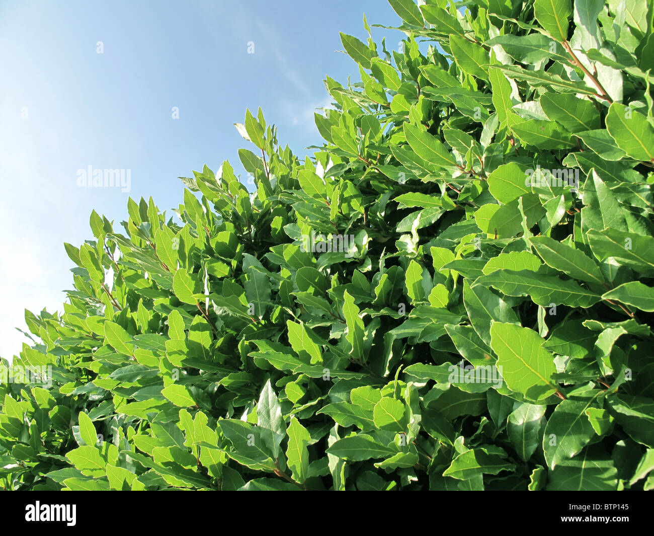 Mediterranean evergreen evergreen shrub hi-res stock photography and ...