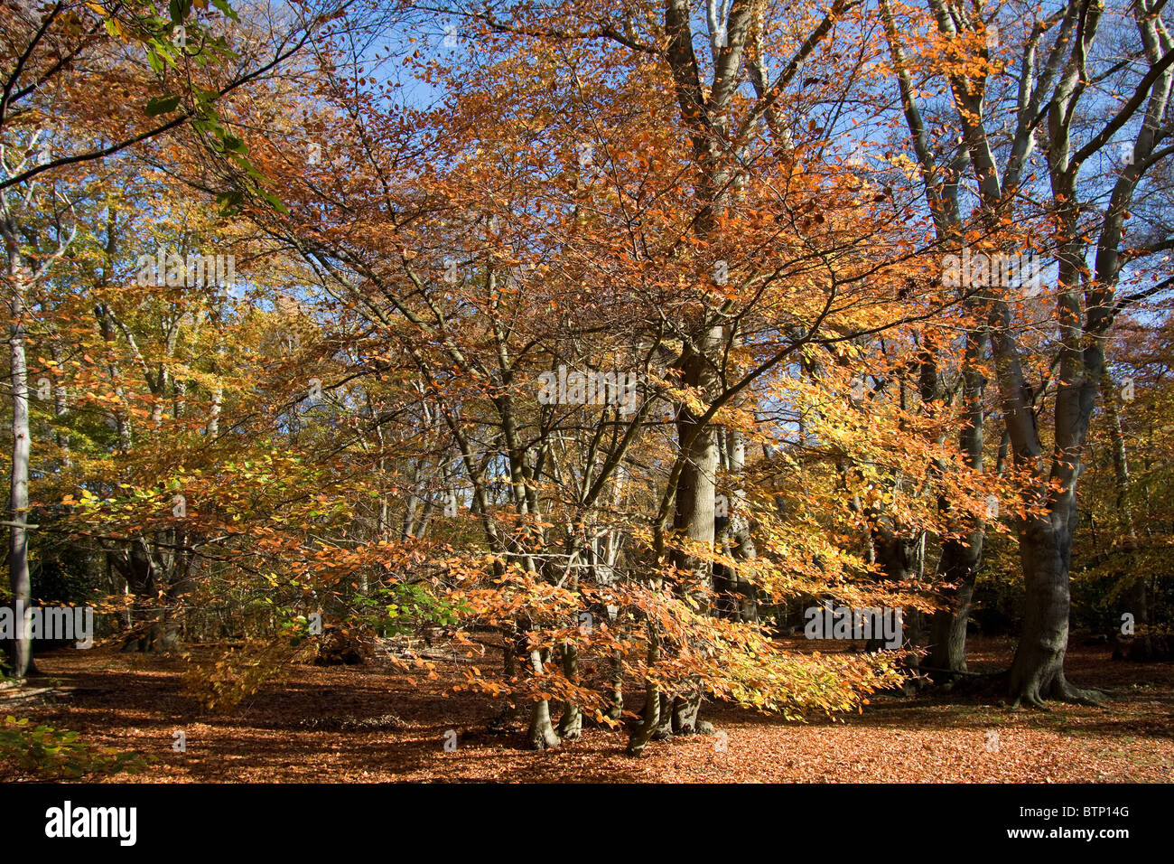 Epping forest in autumn fall woodland trees Stock Photo - Alamy