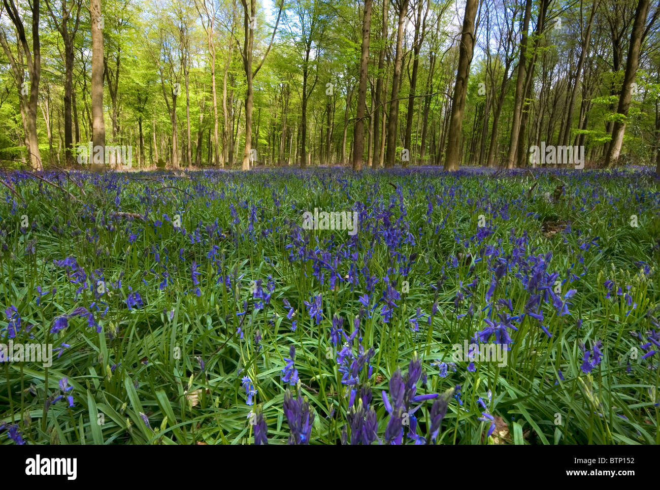 Blue Bells in Forest Stock Photo - Alamy