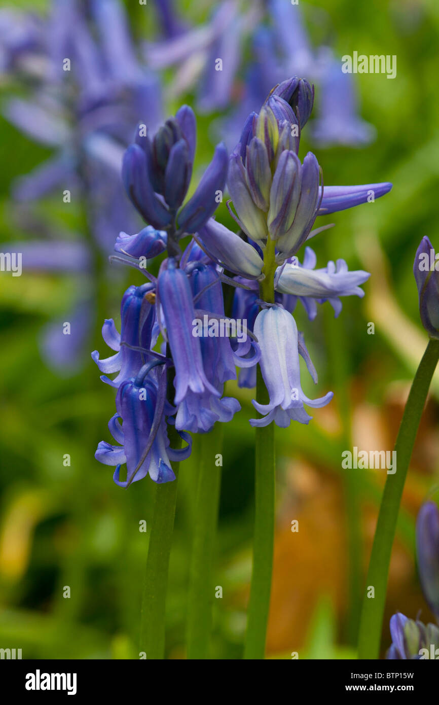 Blue Bells in Forest Stock Photo - Alamy