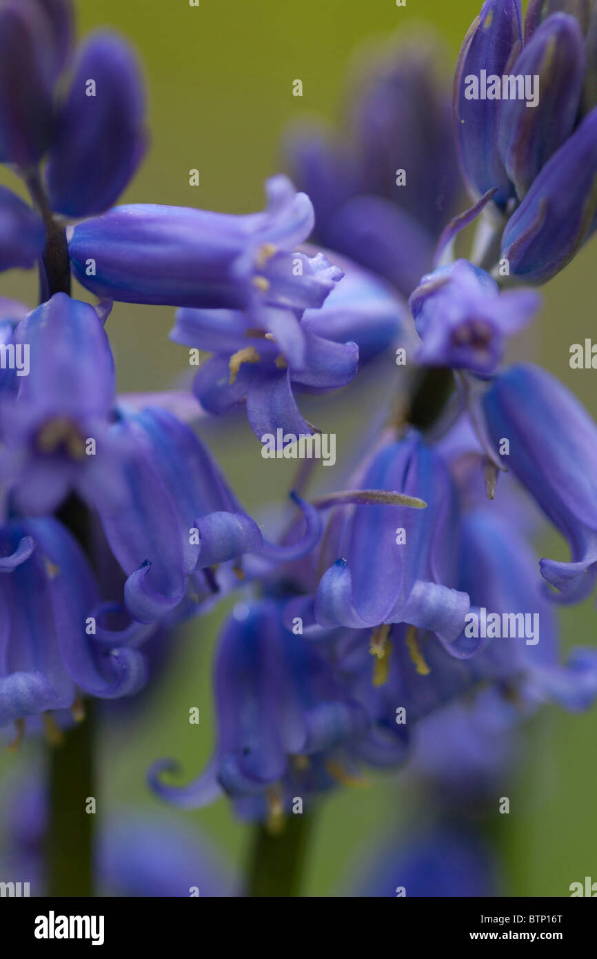 Blue Bells in Forest Stock Photo - Alamy