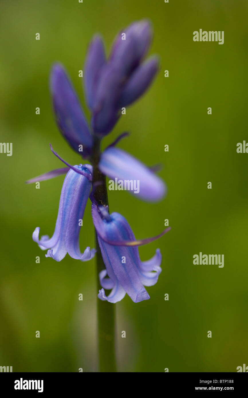 Blue Bells in Forest Stock Photo - Alamy