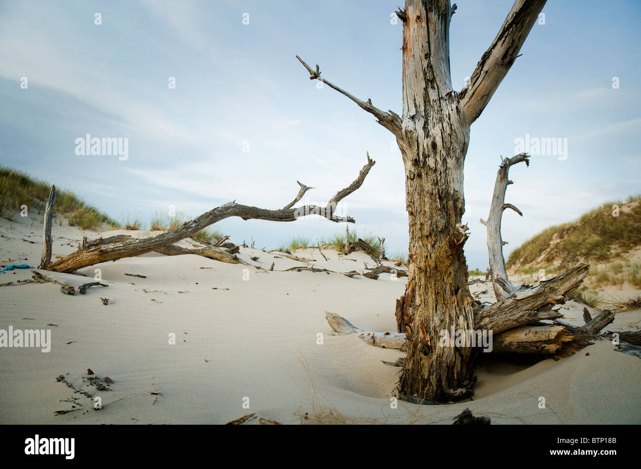 Lifeless land with dry dead trees Stock Photo - Alamy