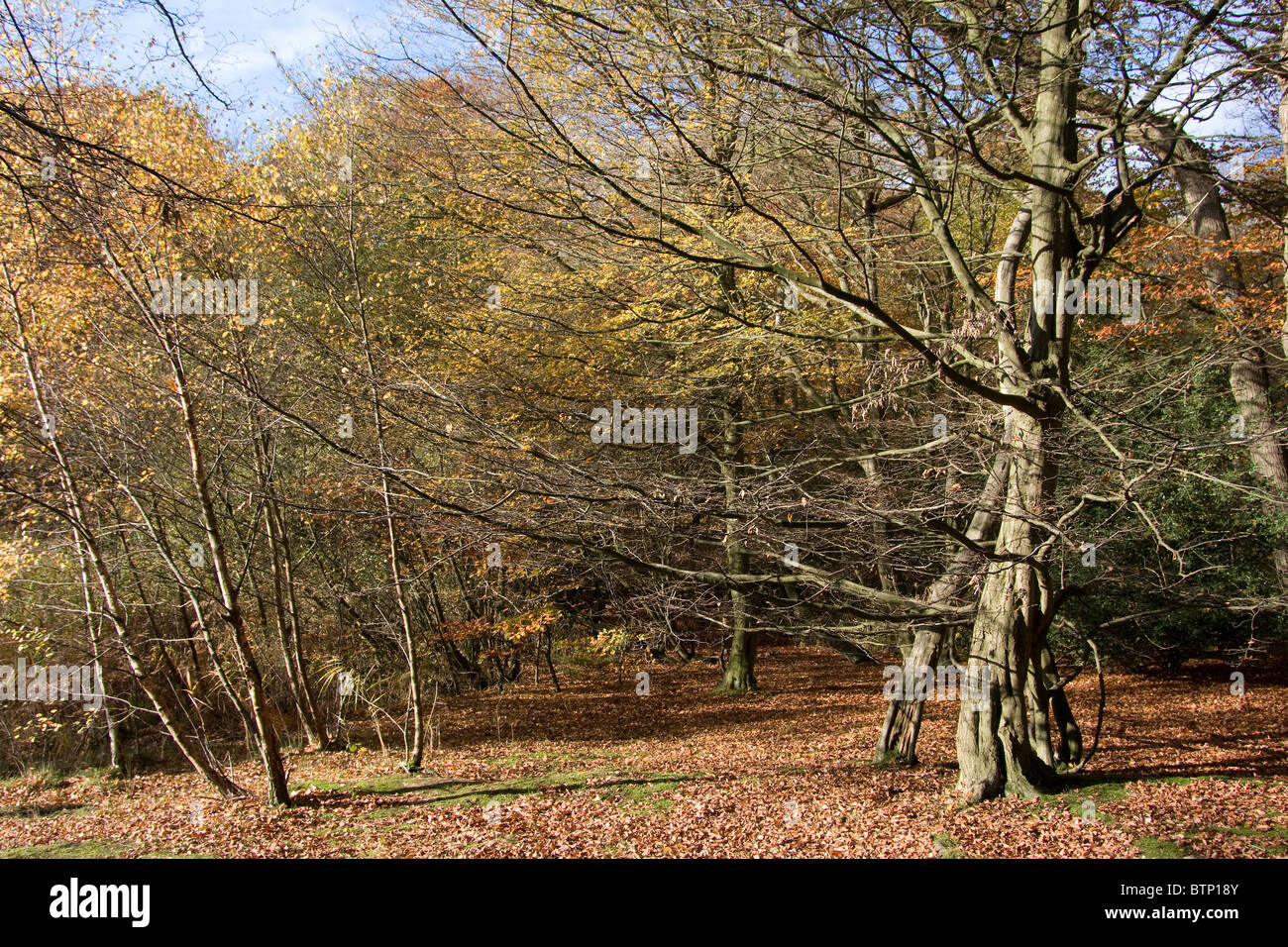 Epping forest in autumn fall woodland trees Stock Photo - Alamy