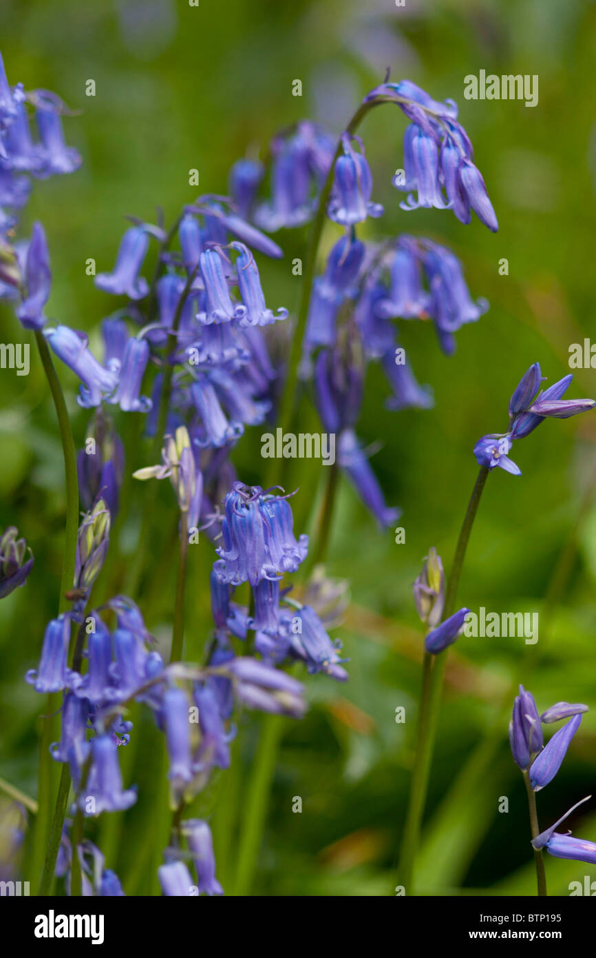 Blue Bells in Forest Stock Photo - Alamy