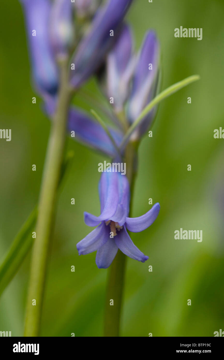 Blue Bells in Forest Stock Photo - Alamy