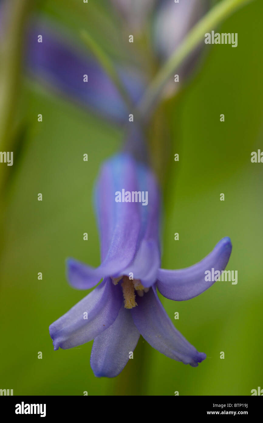 Blue Bells in Forest Stock Photo - Alamy