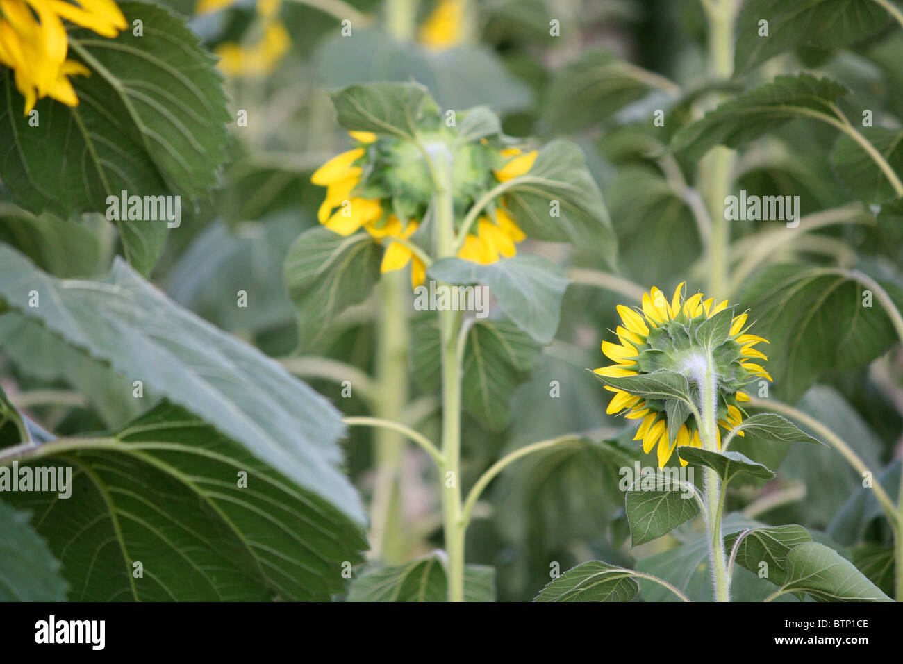 The back of three sunflowers with one in focus Stock Photo - Alamy