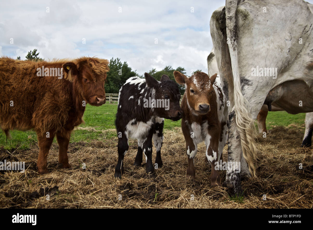three calves, standing next to mother cows Stock Photo - Alamy