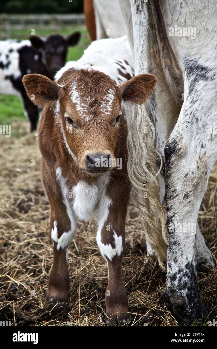 Calf next mother hi-res stock photography and images - Alamy