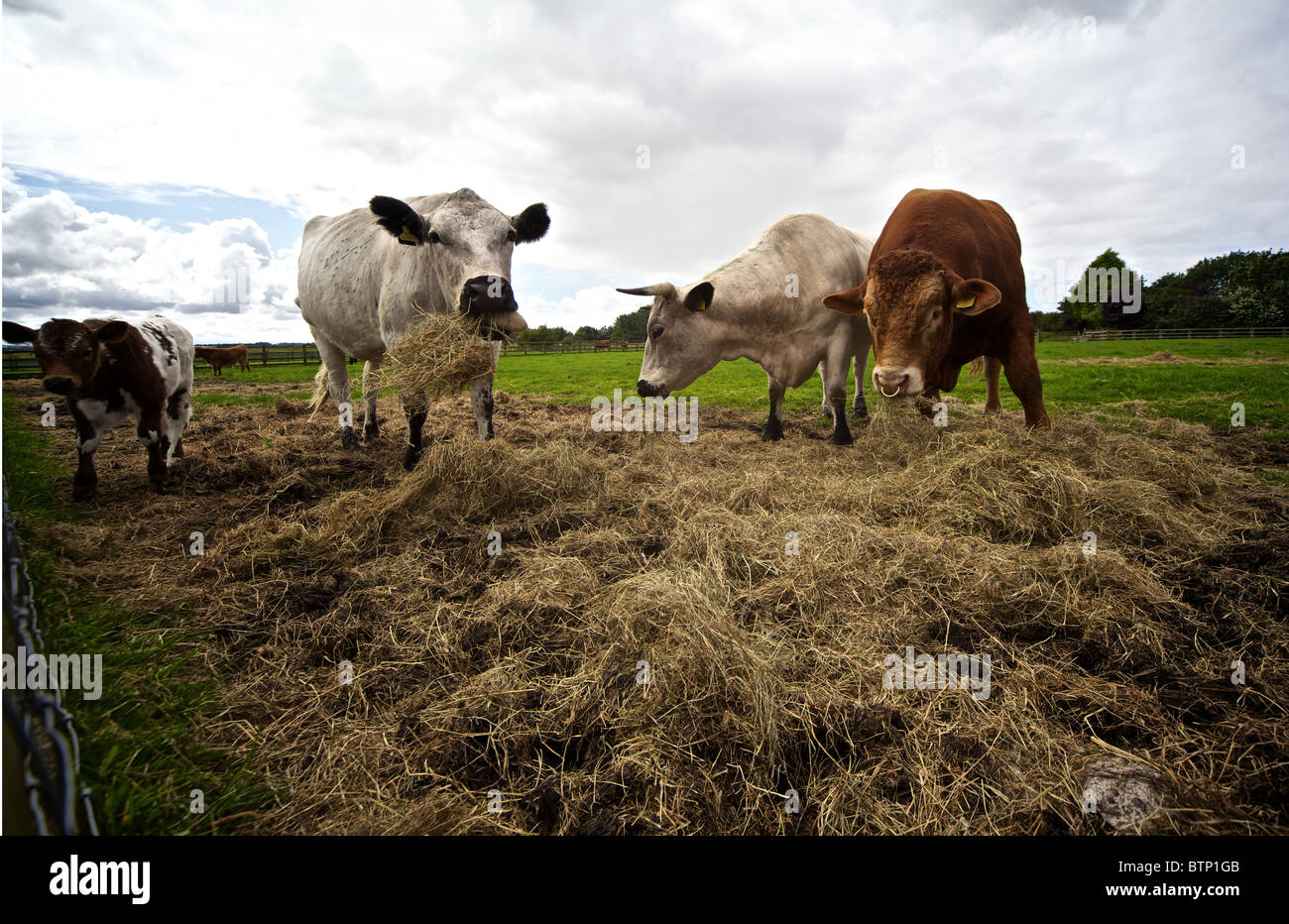 cows eating in a field Stock Photo - Alamy