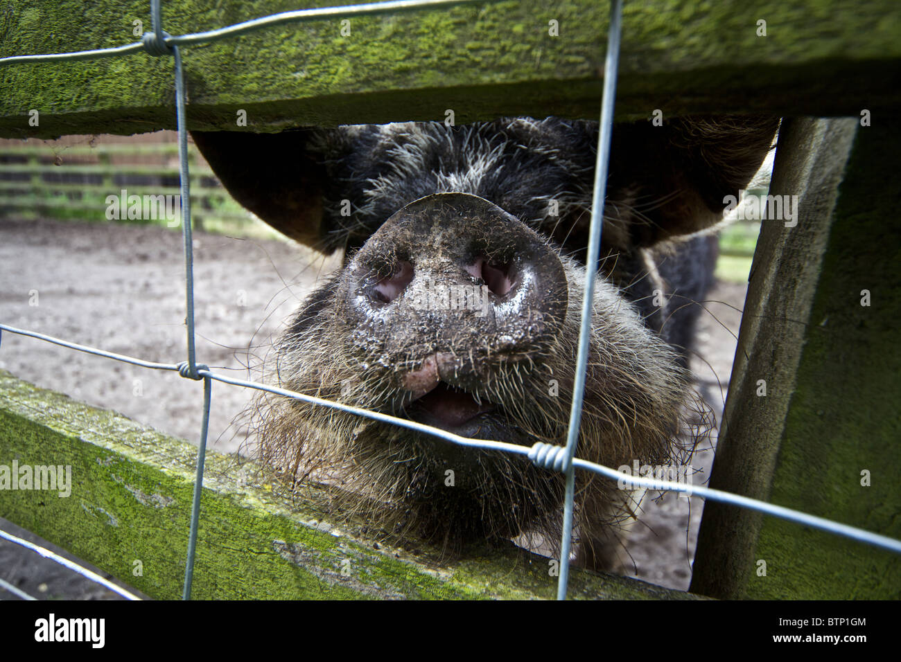 pig through fence Stock Photo - Alamy