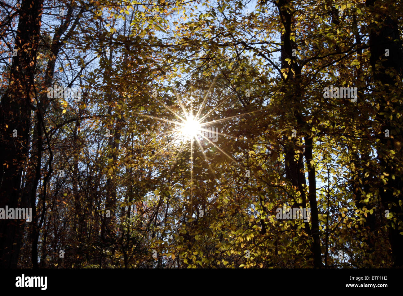 Sun shining through Autumn foliage Stock Photo - Alamy