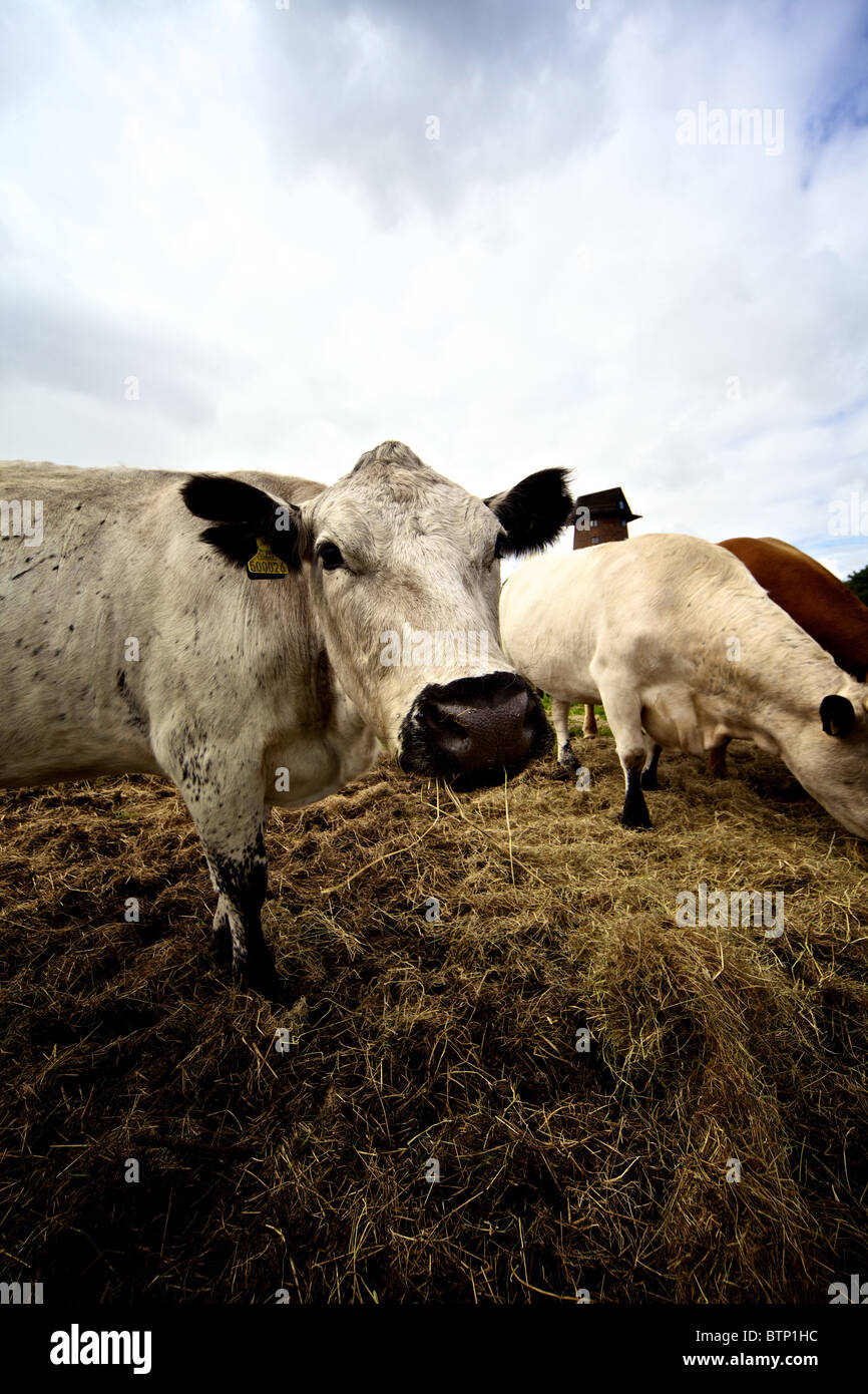 Cows grazing hay hi-res stock photography and images - Alamy