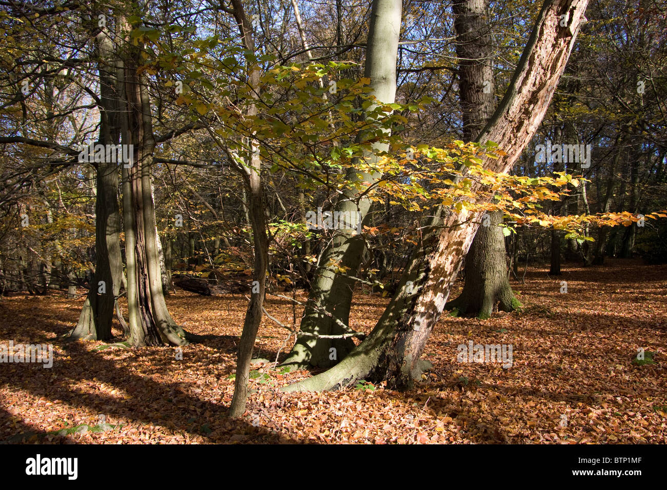 Epping forest in autumn fall woodland trees Stock Photo - Alamy