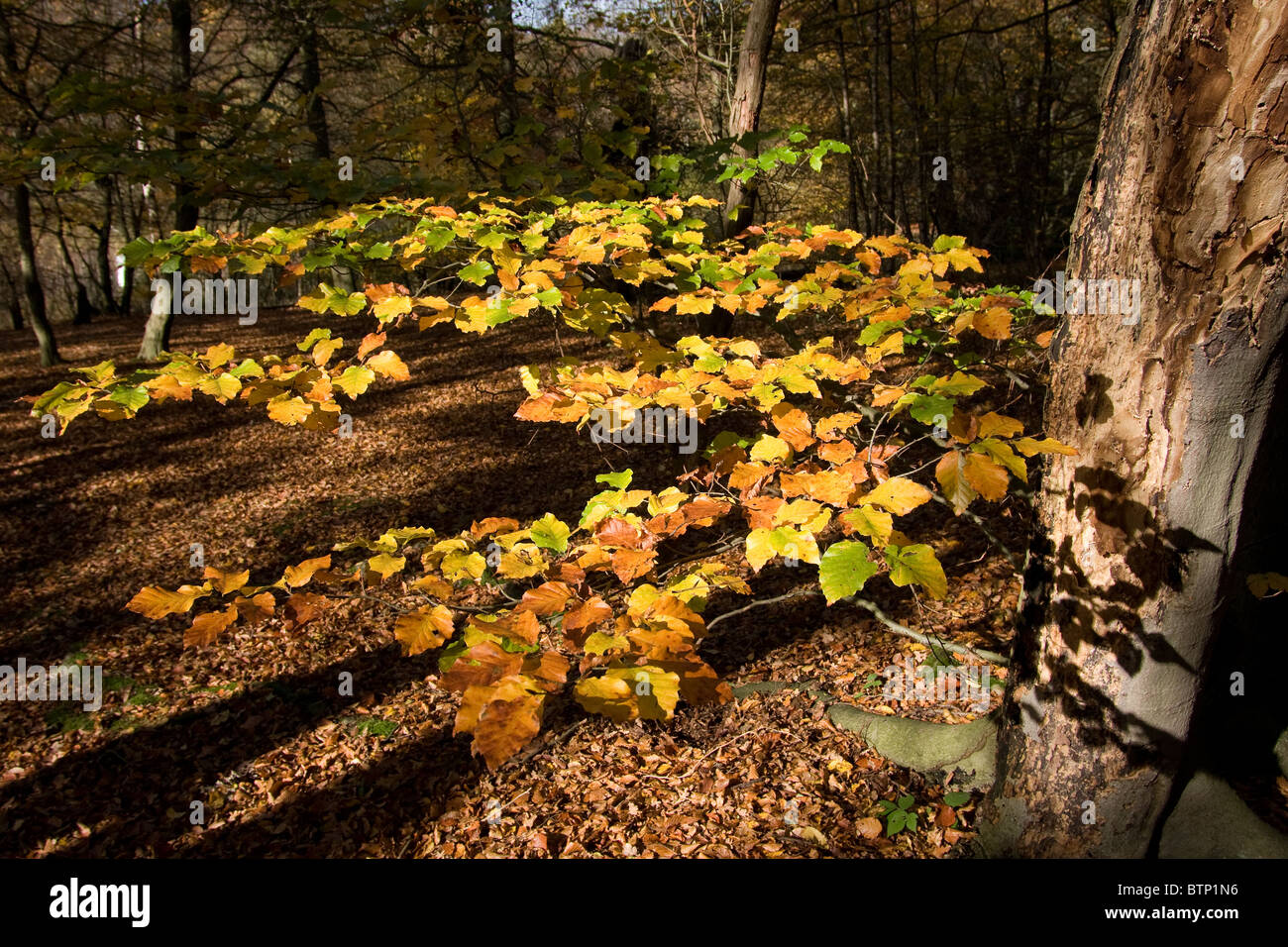 Epping forest in autumn fall woodland trees Stock Photo - Alamy