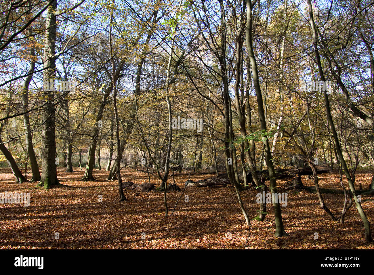 Epping forest in autumn fall woodland trees Stock Photo - Alamy