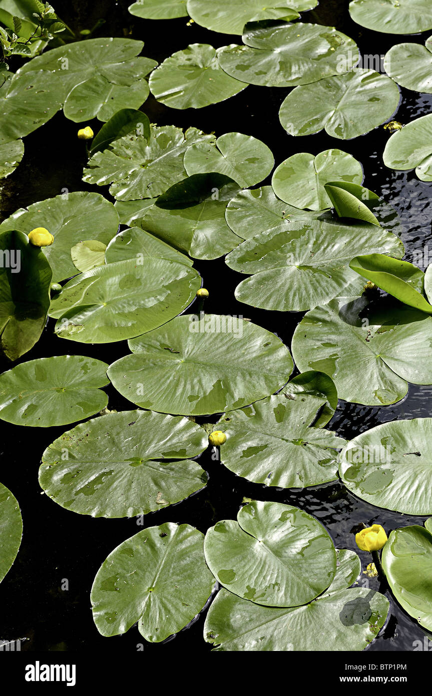 Lily Pads On Water Stock Photos & Lily Pads On Water Stock Images - Alamy