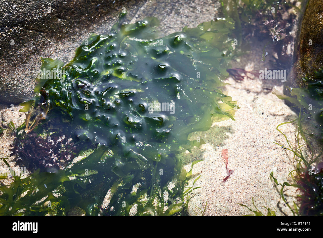 seaweed in a rock pool Stock Photo - Alamy