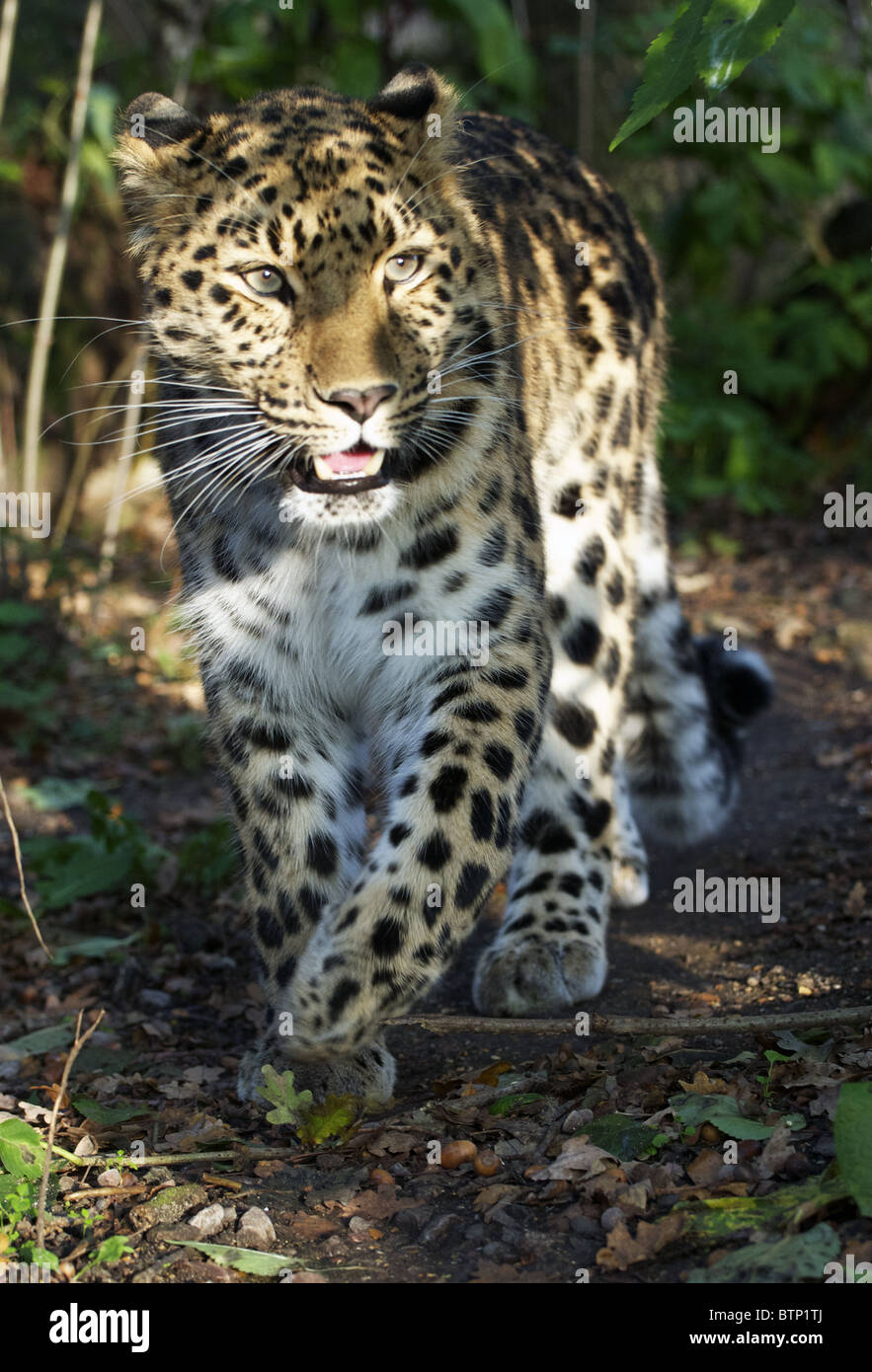 Female Amur leopard walking towards camera Stock Photo - Alamy