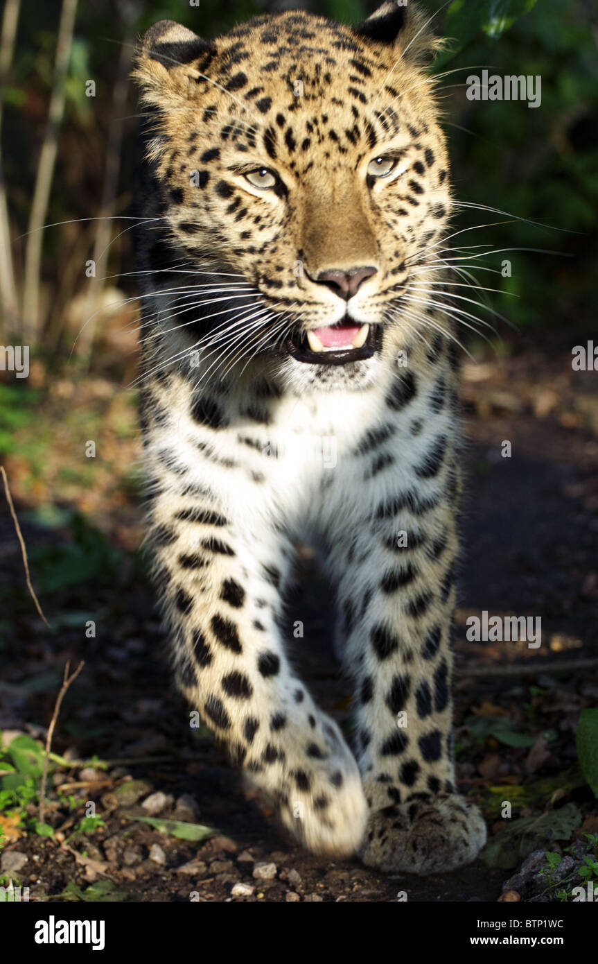 Amur leopard walking camera hi-res stock photography and images - Alamy