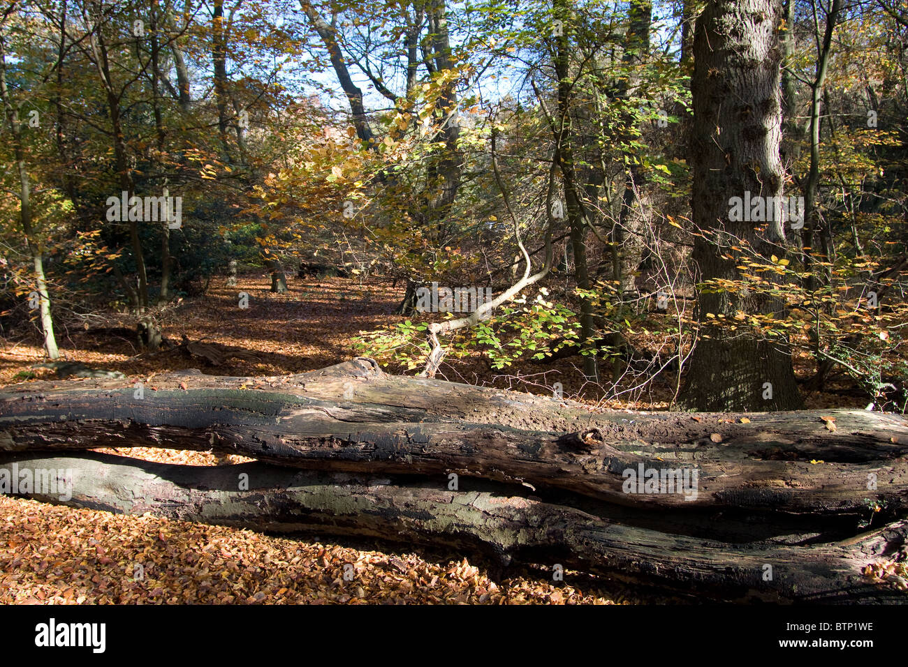 Epping forest in autumn fall woodland trees Stock Photo - Alamy