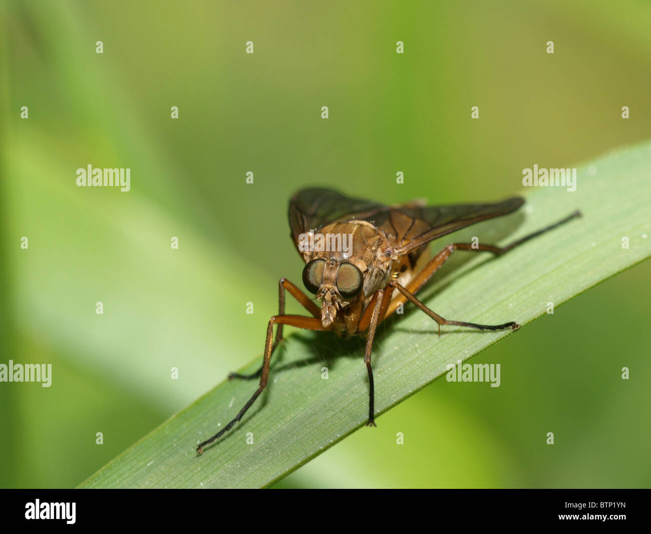 Snipe Fly, Down Looking Fly, Rhagio scolopaceus Stock Photo - Alamy