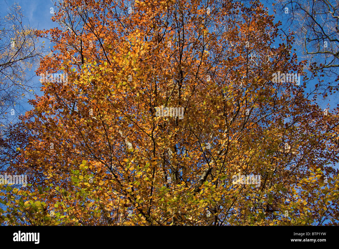 Epping forest in autumn fall woodland trees Stock Photo - Alamy