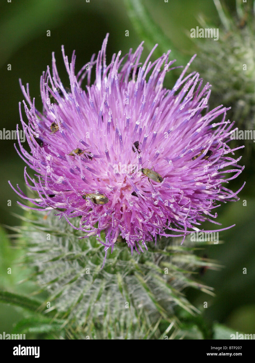 Thistle head with insects Stock Photo - Alamy