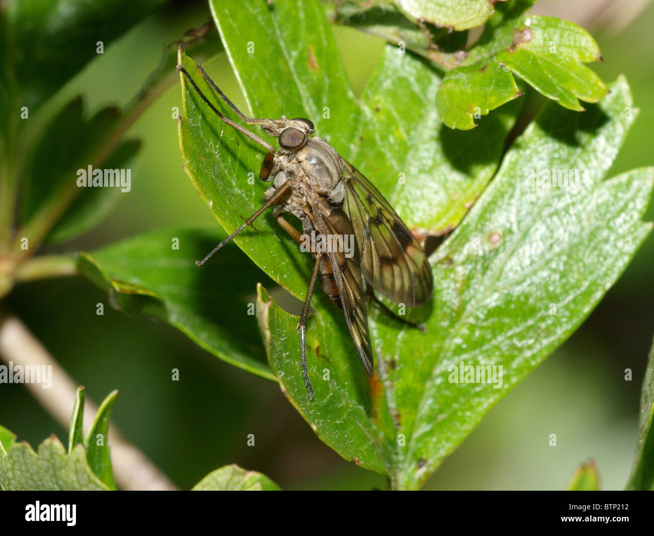 Snipe Fly, Down Looking Fly, Rhagio scolopaceus Stock Photo - Alamy