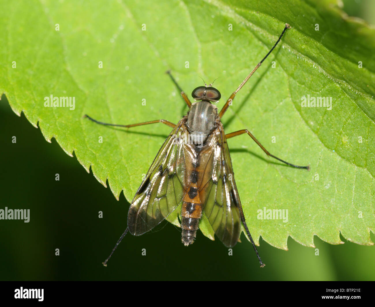 Snipe flies hi-res stock photography and images - Alamy