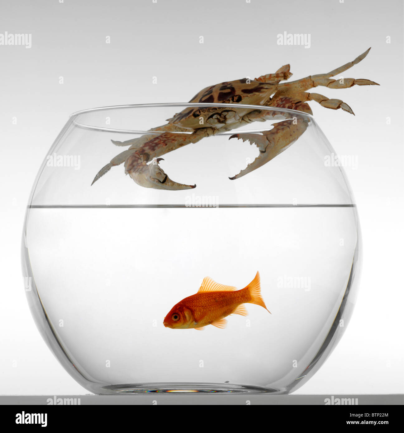 Crab attack aquarium hi-res stock photography and images - Alamy