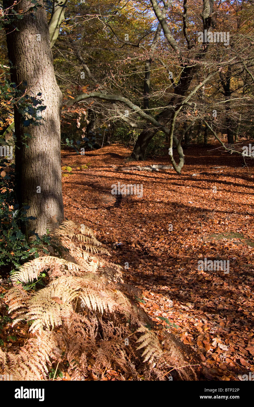 Epping forest in autumn fall woodland trees Stock Photo - Alamy