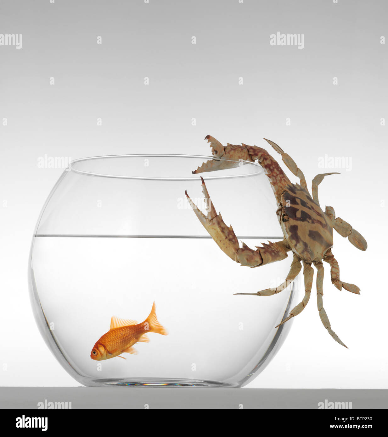 Crab attack aquarium hi-res stock photography and images - Alamy