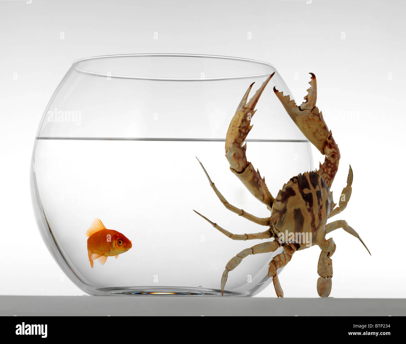 Crab attack aquarium hi-res stock photography and images - Alamy