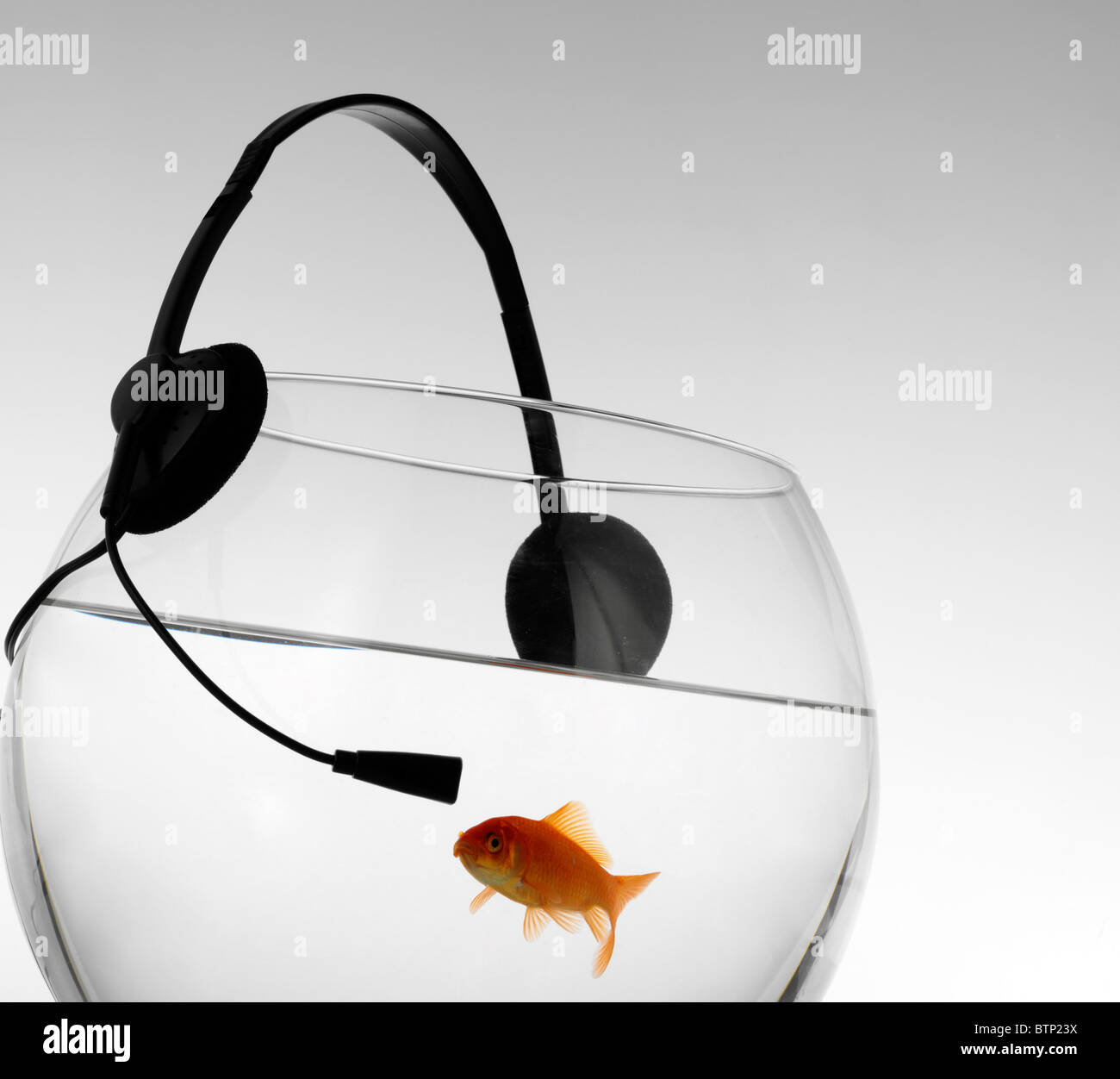 Goldfish listens to music Stock Photo - Alamy